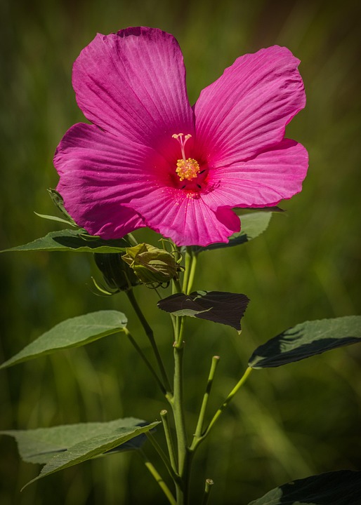 Swamp Hibiscus Pink Flower - Free photo on Pixabay