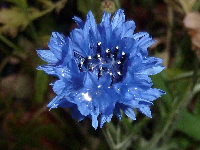 Bunga Biru Tanaman - Foto gratis di Pixabay - Pixabay