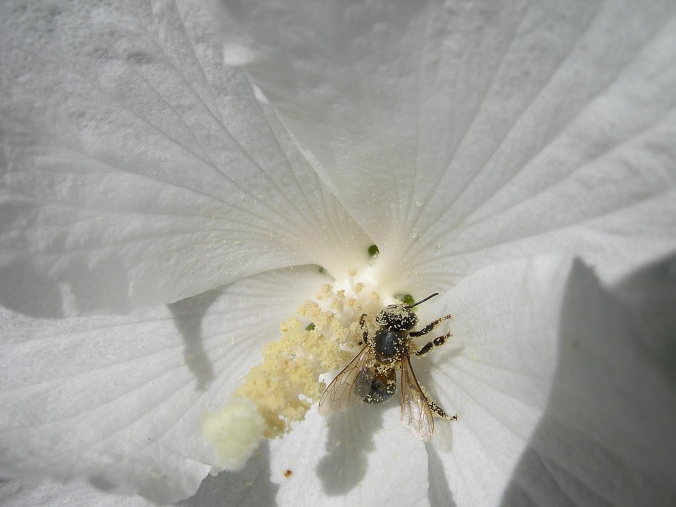 Abeille Pollen Fleur - Photo gratuite sur Pixabay - Pixabay