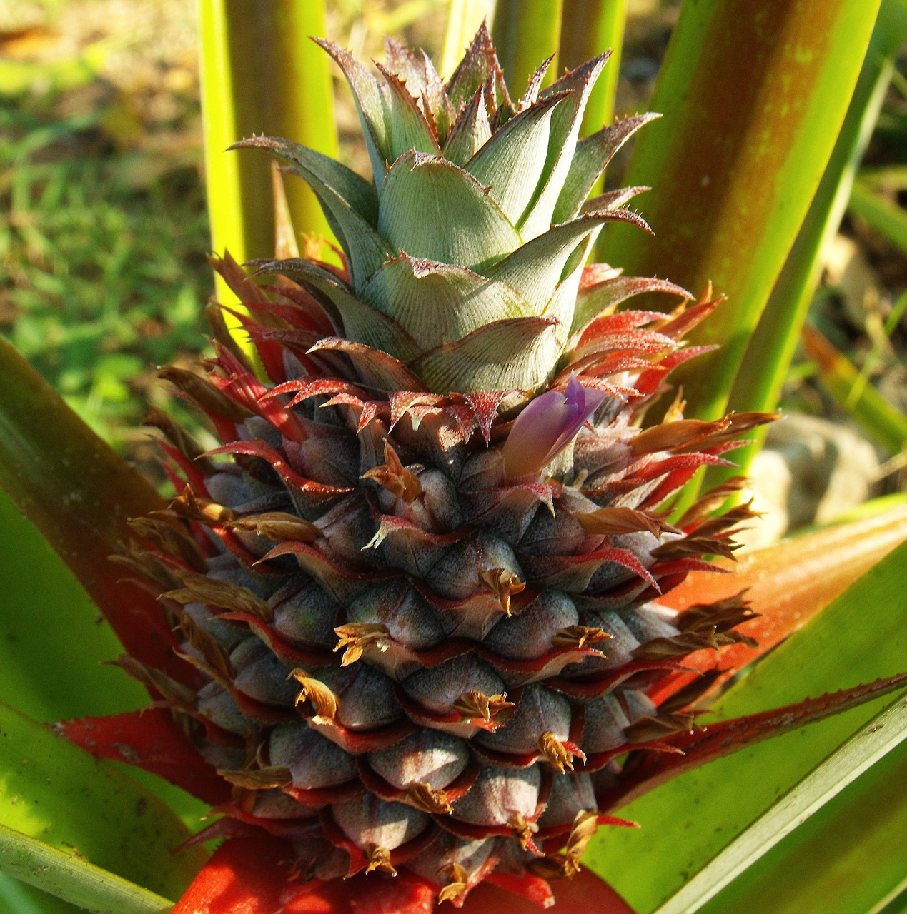 Pineapple Fruit - Free photo on Pixabay - Pixabay