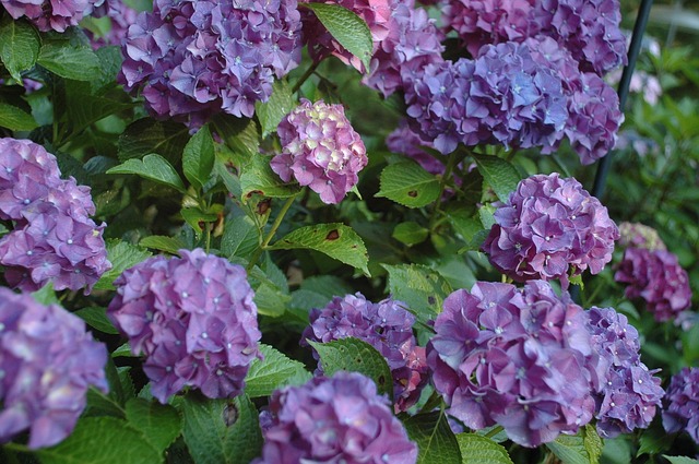Hortensia Flores Moradas Floral - Foto gratis en Pixabay - Pixabay