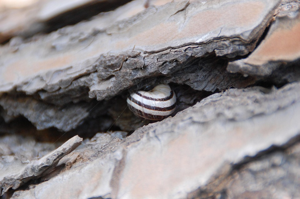 Escargot Nature - Photo gratuite sur Pixabay - Pixabay