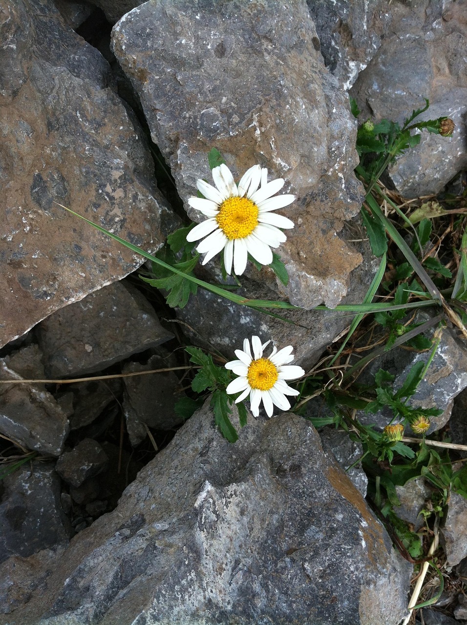 100+ Free Perseverance & Resilience Images - Pixabay