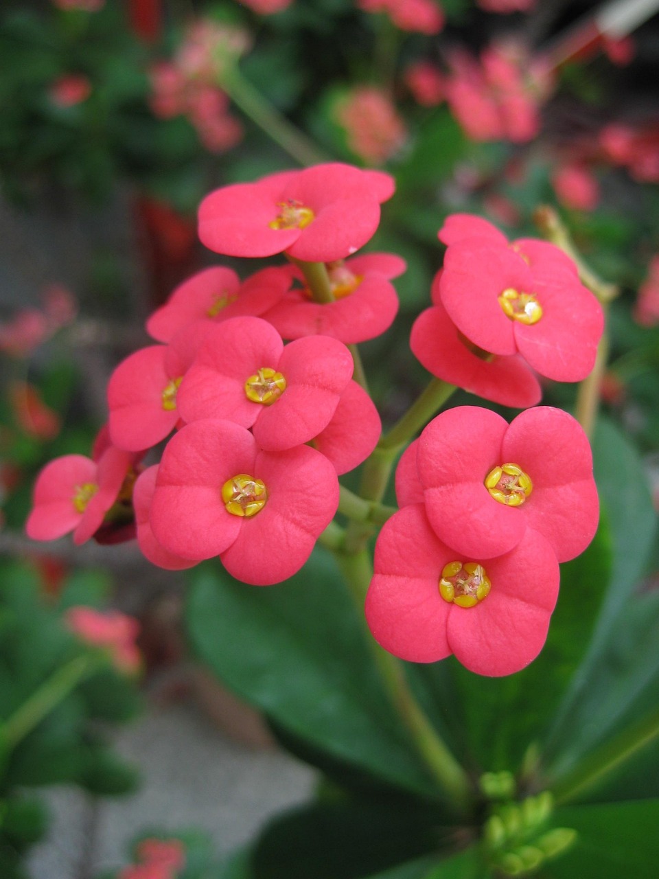 300,000+ Free Euphorbia Plant & Euphorbia Images - Pixabay