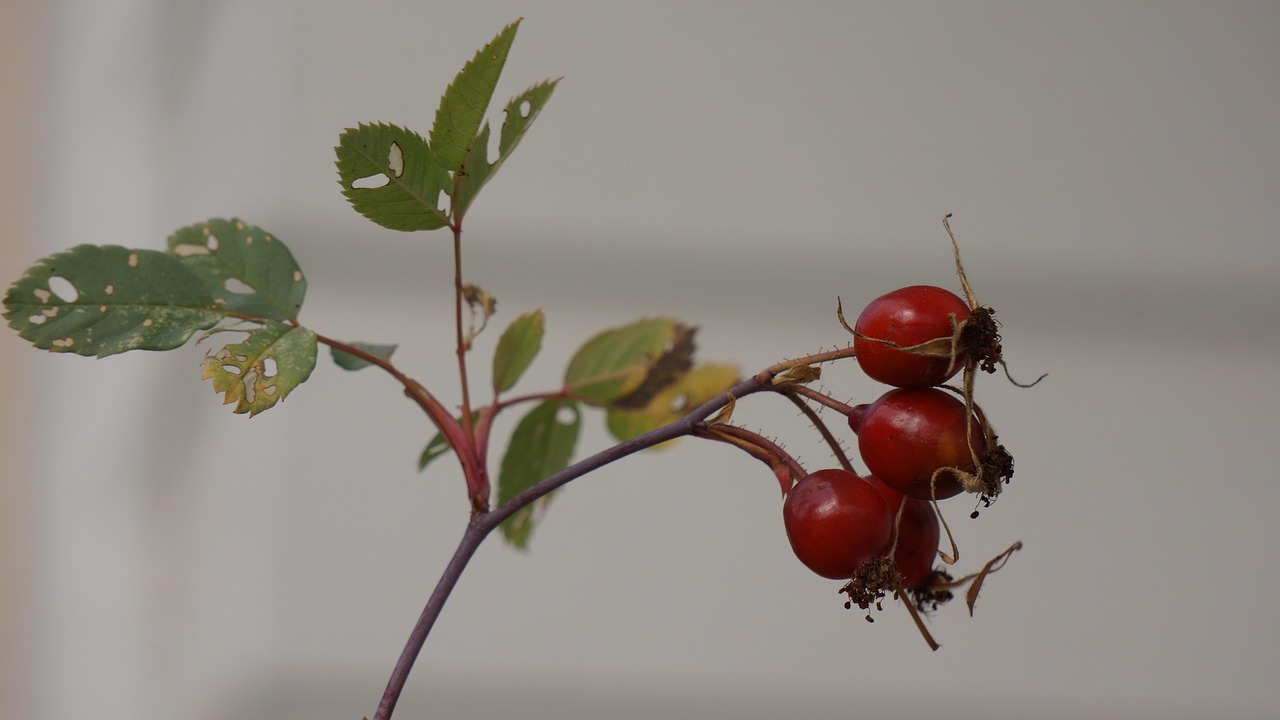 Rosehip Bunch Rose - Free photo on Pixabay - Pixabay