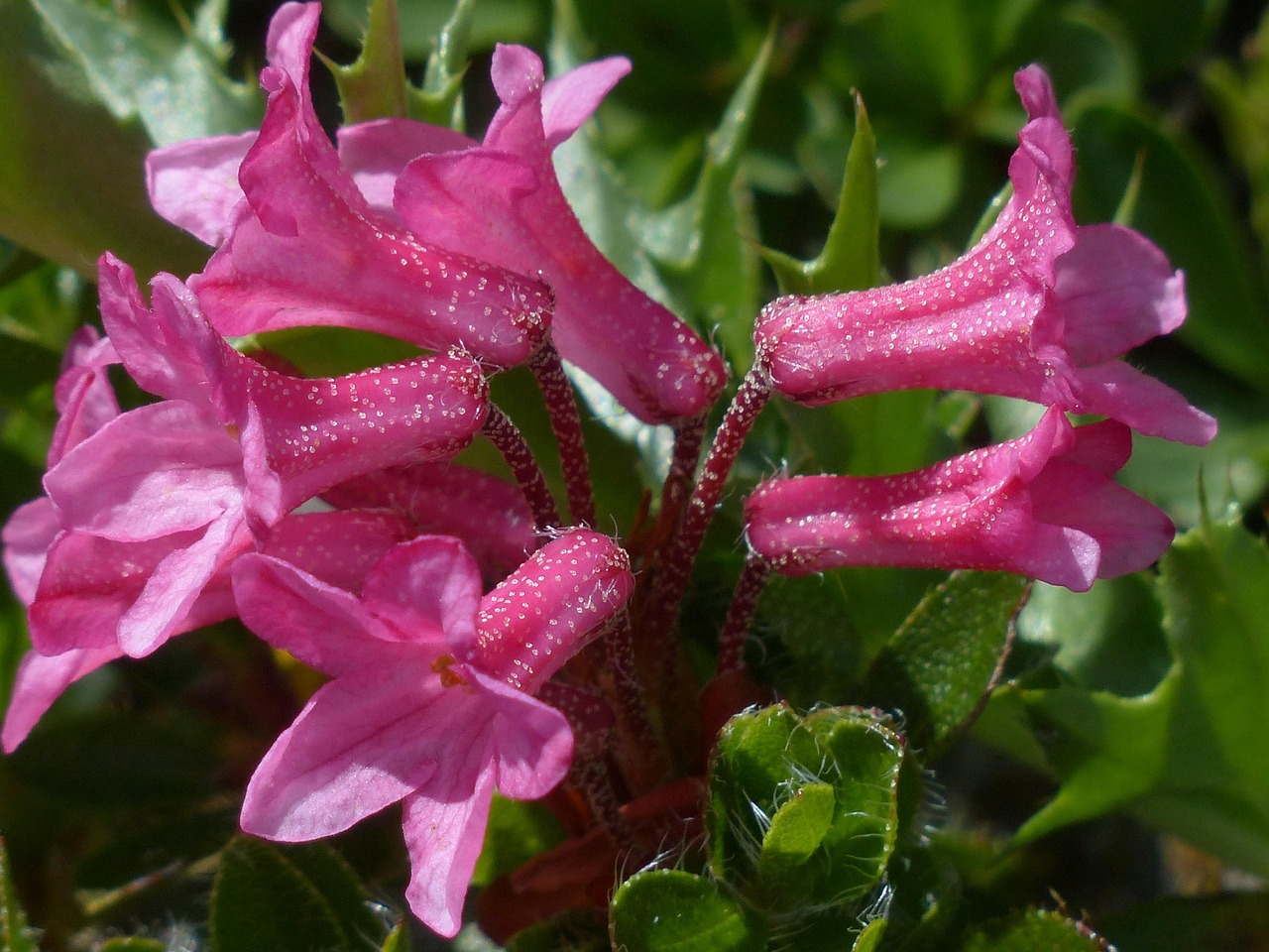 100+ Free Alpine Roses & Nature Images - Pixabay