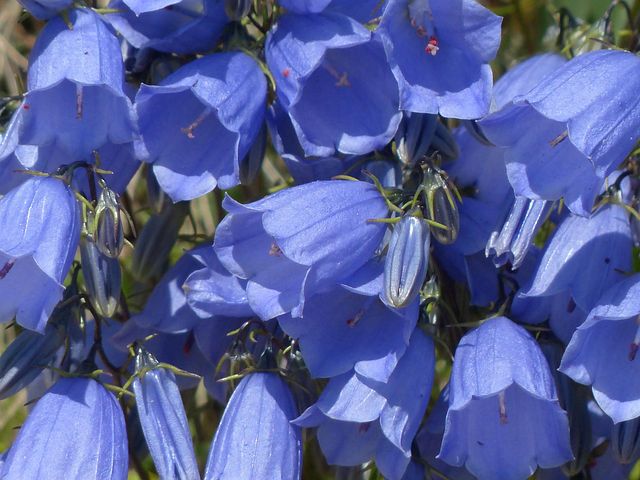 500+ Free Blue Bells & Blue Photos - Pixabay