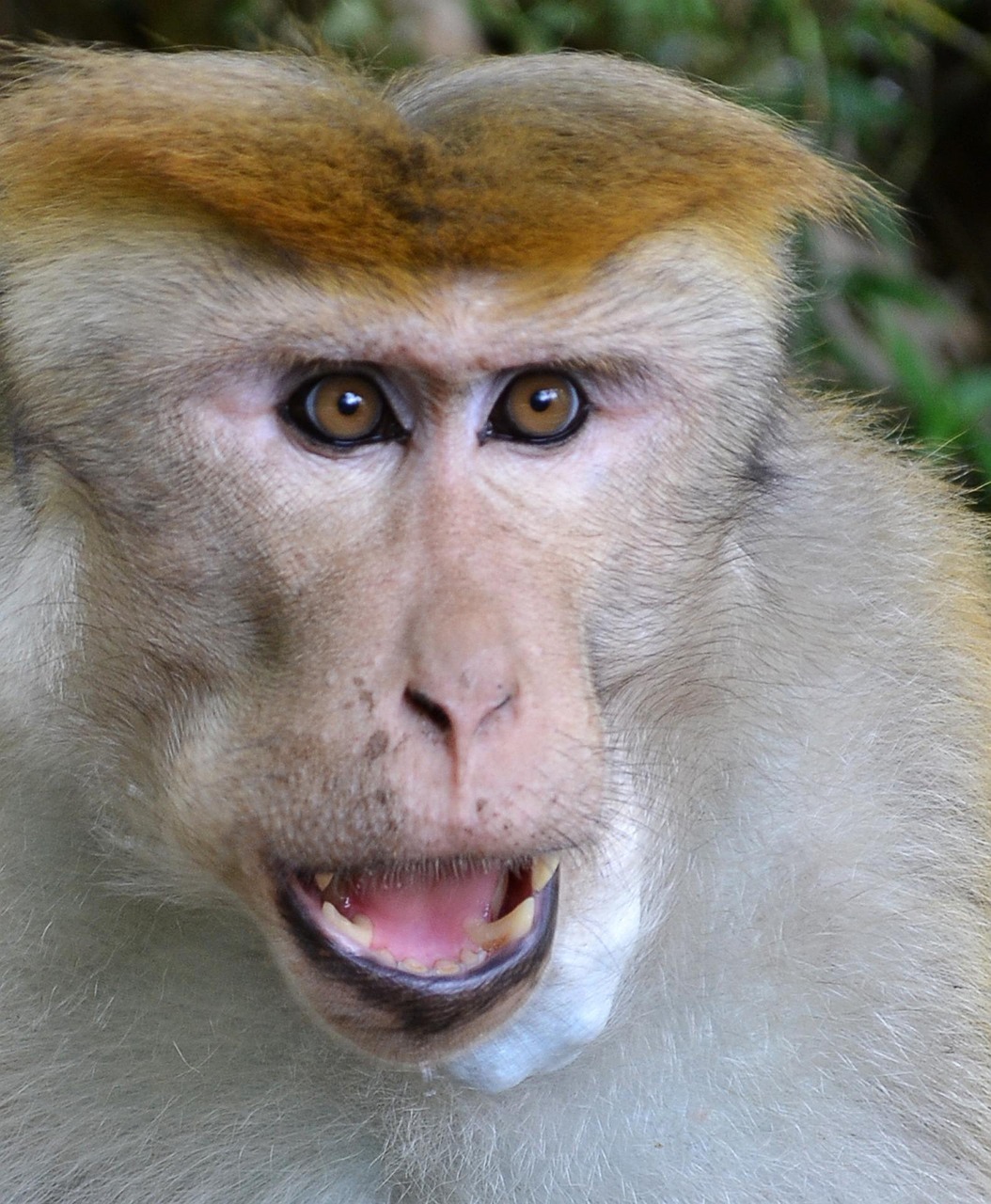 Smiling Monkey Face