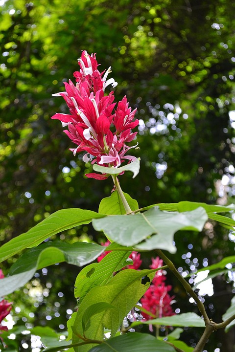 Rote Blume Blumen Wilde · Kostenloses Foto auf Pixabay