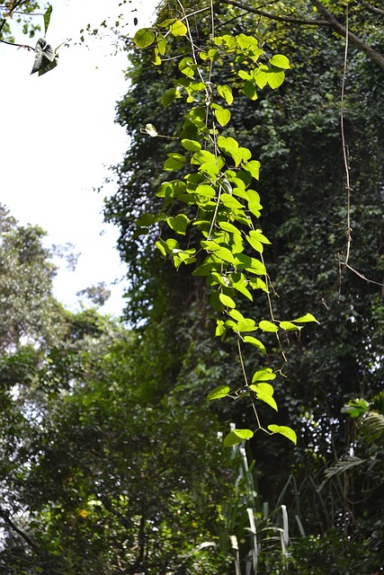 Vines Wild Vine · Free Photo On Pixabay