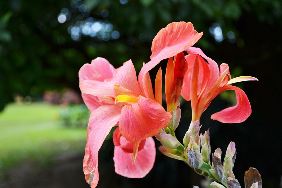 Bunga Merah Muda Bunga-Bunga - Foto gratis di Pixabay