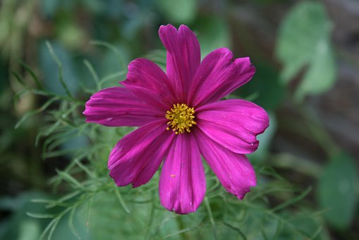 2+ Free Canavan & Flower Photos - Pixabay