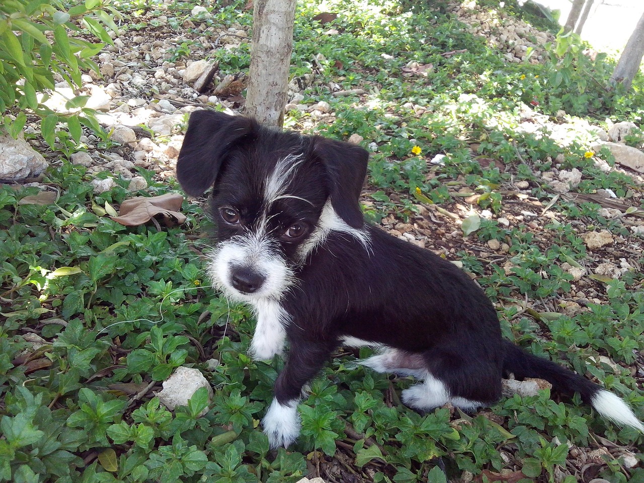 Chiot Chien Les Animaux - Photo gratuite sur Pixabay - Pixabay