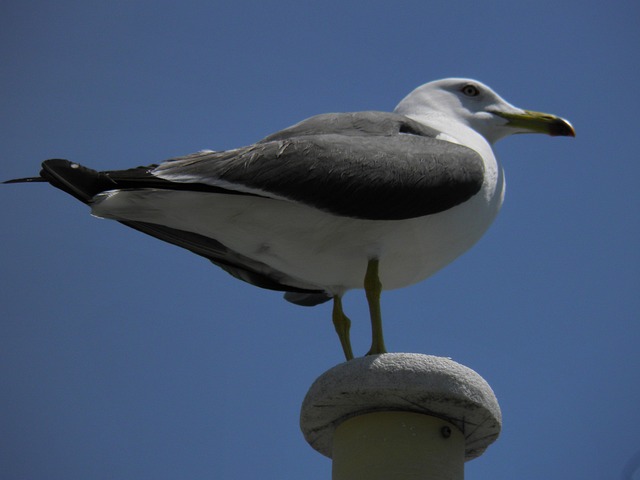 Sea Gull Bird - Free photo on Pixabay - Pixabay