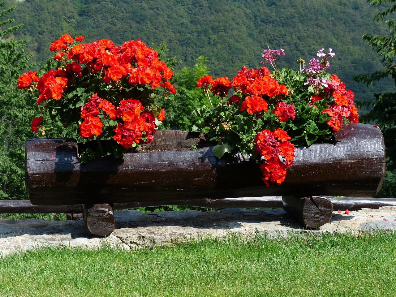 Blumen Blüten Rot - Kostenloses Foto auf Pixabay