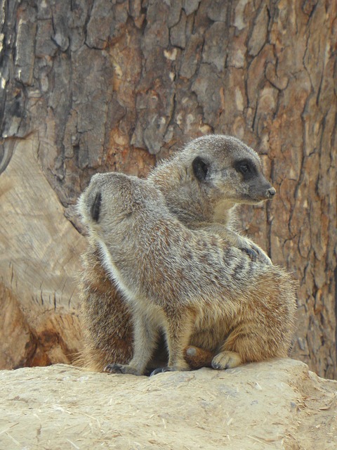 Meerkat Few Two - Free photo on Pixabay