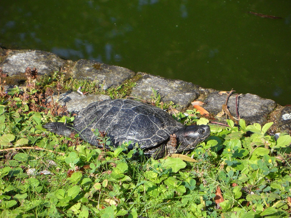 Tortoise Water Turtle On The - Free photo on Pixabay - Pixabay