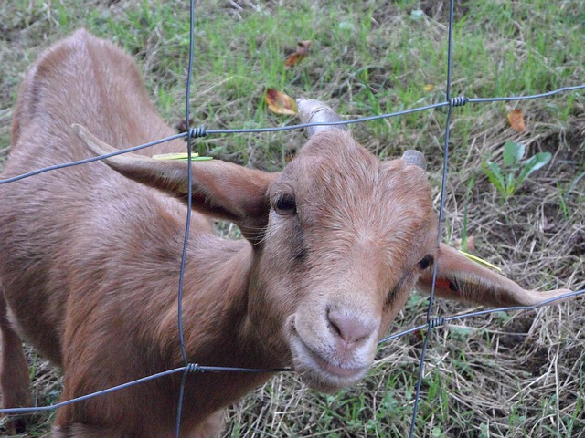 Goat Fence Naughty Farm - Free photo on Pixabay