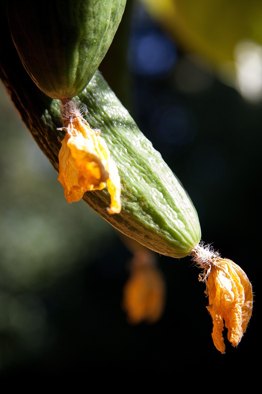 Cucumber Cucumis Sativus Pumpkins - Free photo on Pixabay - Pixabay