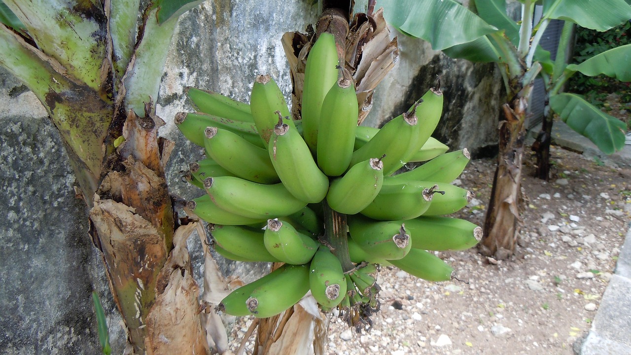 Bermuda Bananas Plant - Free photo on Pixabay - Pixabay