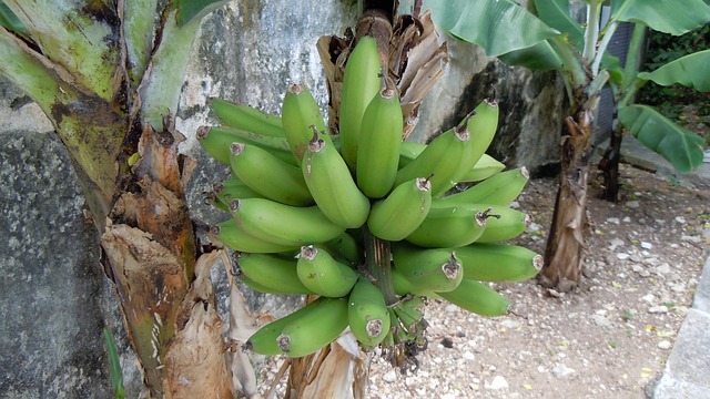 Bermuda Bananas Plant - Free photo on Pixabay