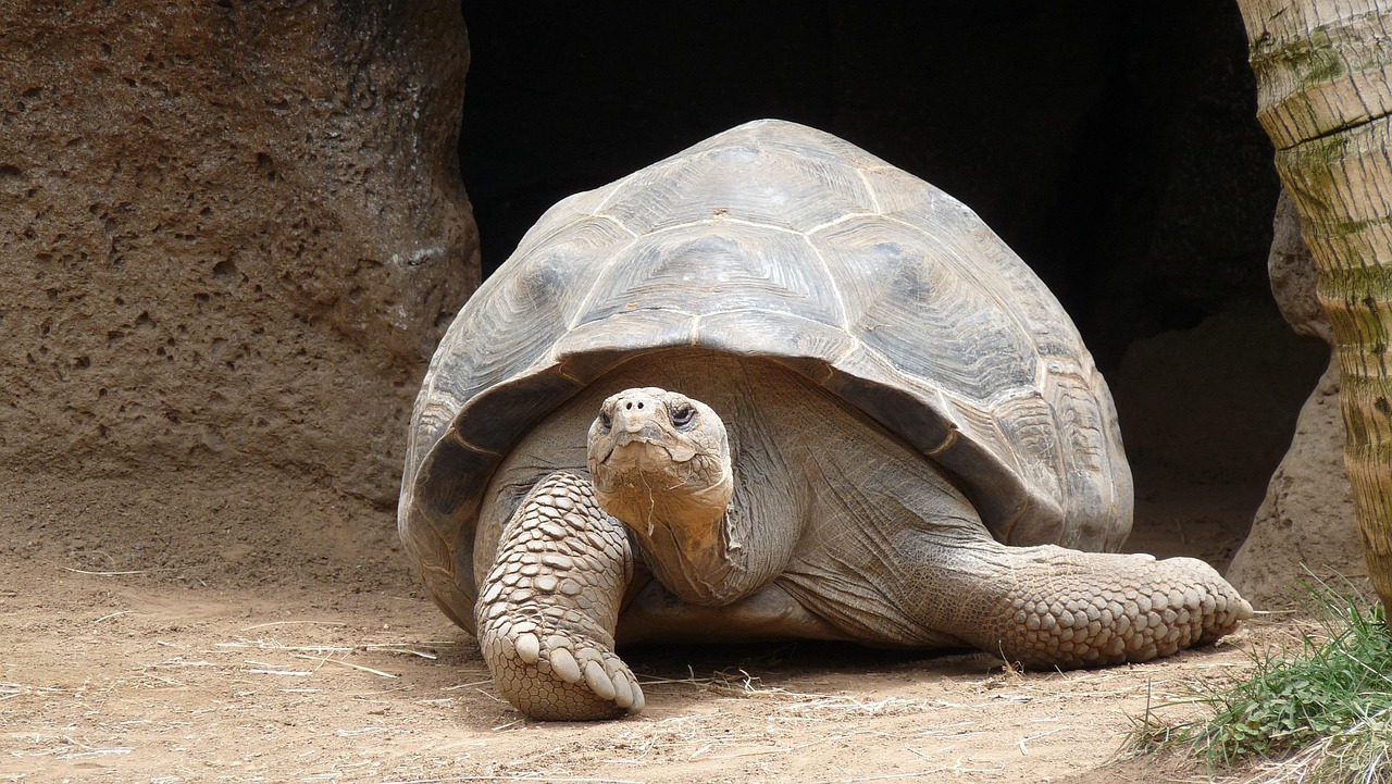 Viac ako 10 000 bezplatných obrázkov na témy Swimming Turtle a Príroda ...