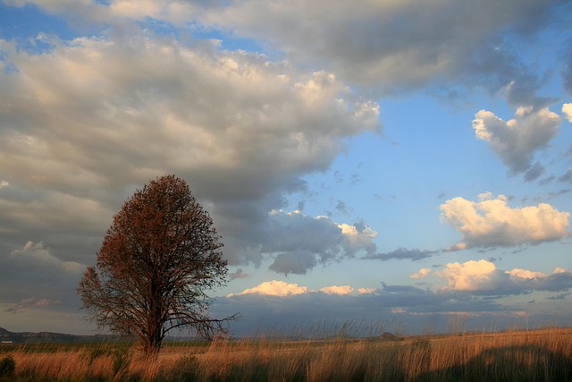 Arbre Veld Gazon Ocre - Photo gratuite sur Pixabay