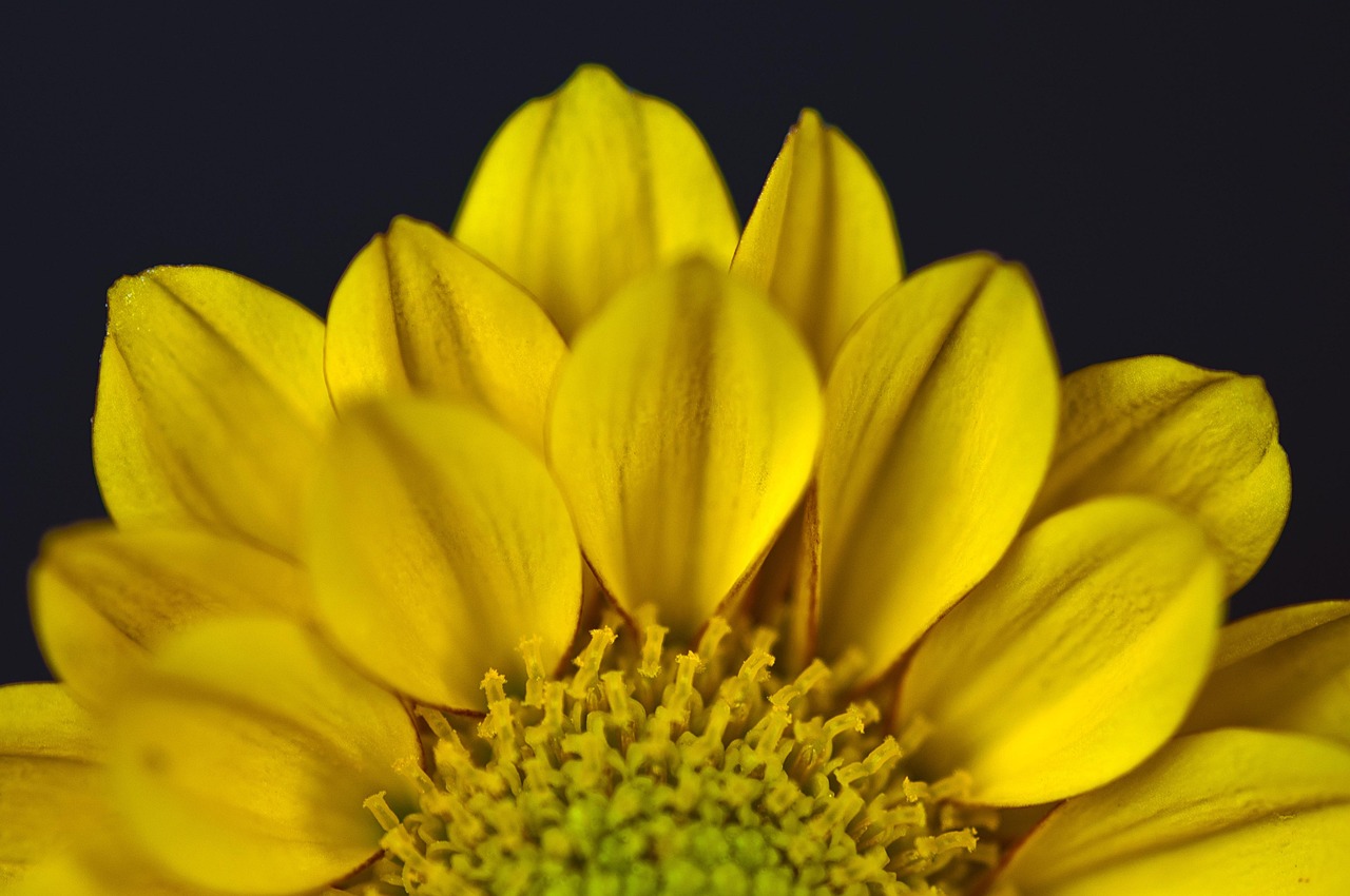Bunga Alam Kuning - Foto gratis di Pixabay - Pixabay