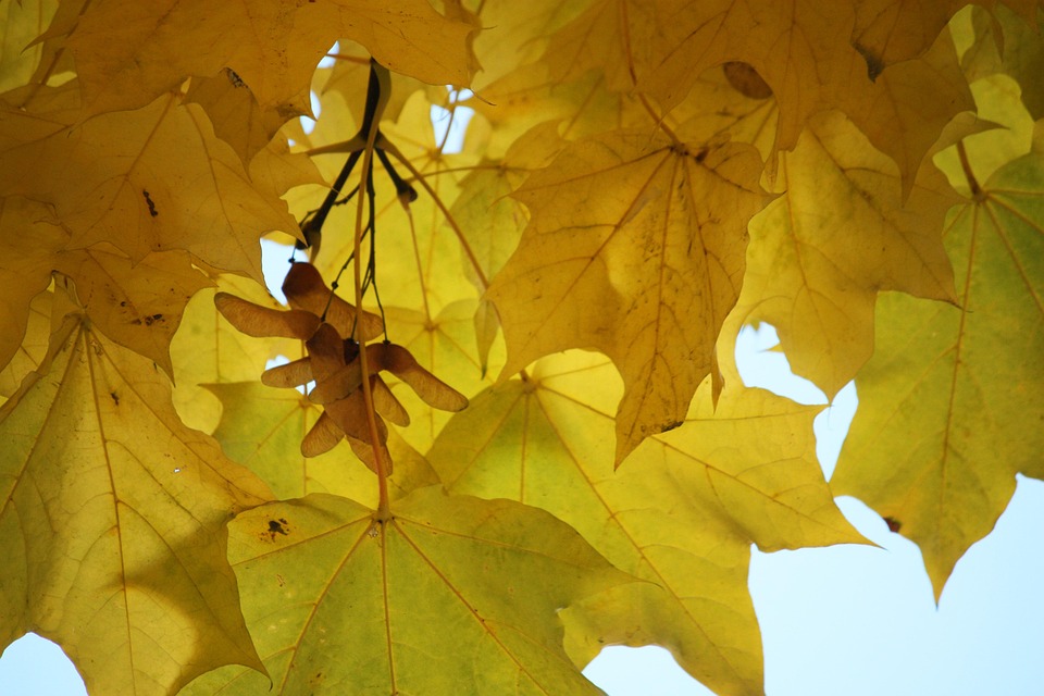 Montreal Canada Maple - Free photo on Pixabay