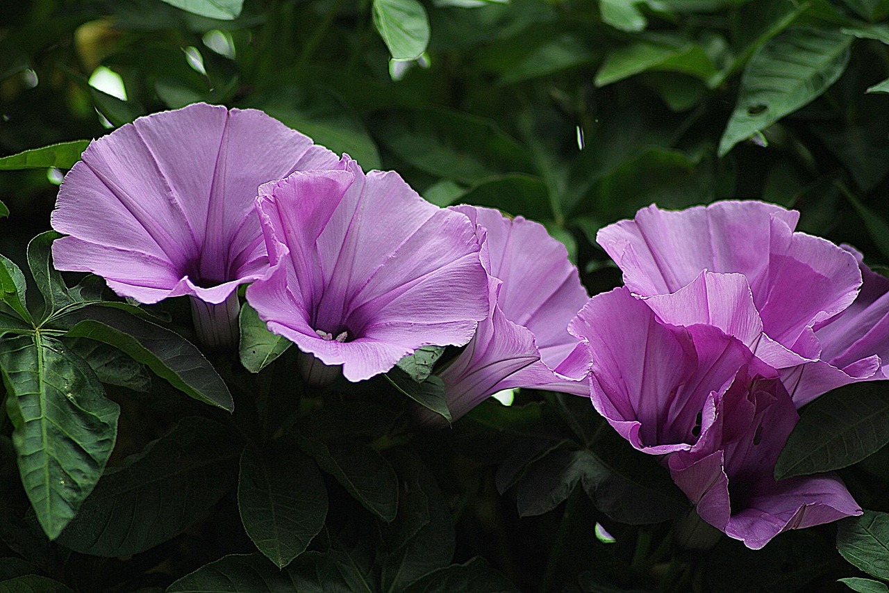 Morning Glory Floral Plants - Free photo on Pixabay - Pixabay