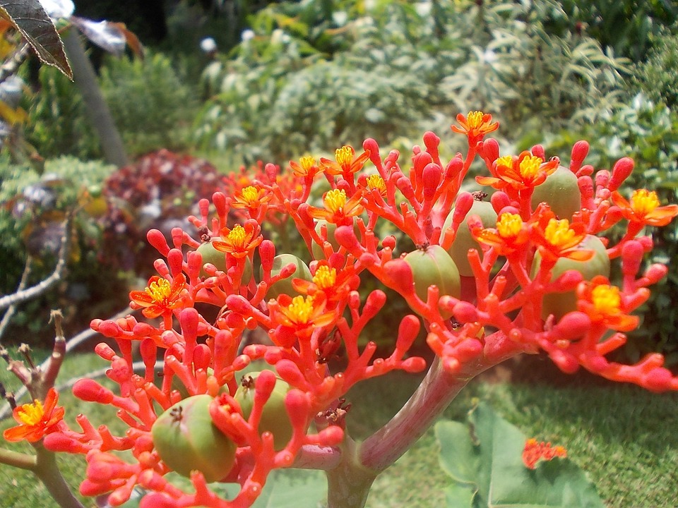 Flor Flores Sri Lanka - Foto gratuita no Pixabay - Pixabay