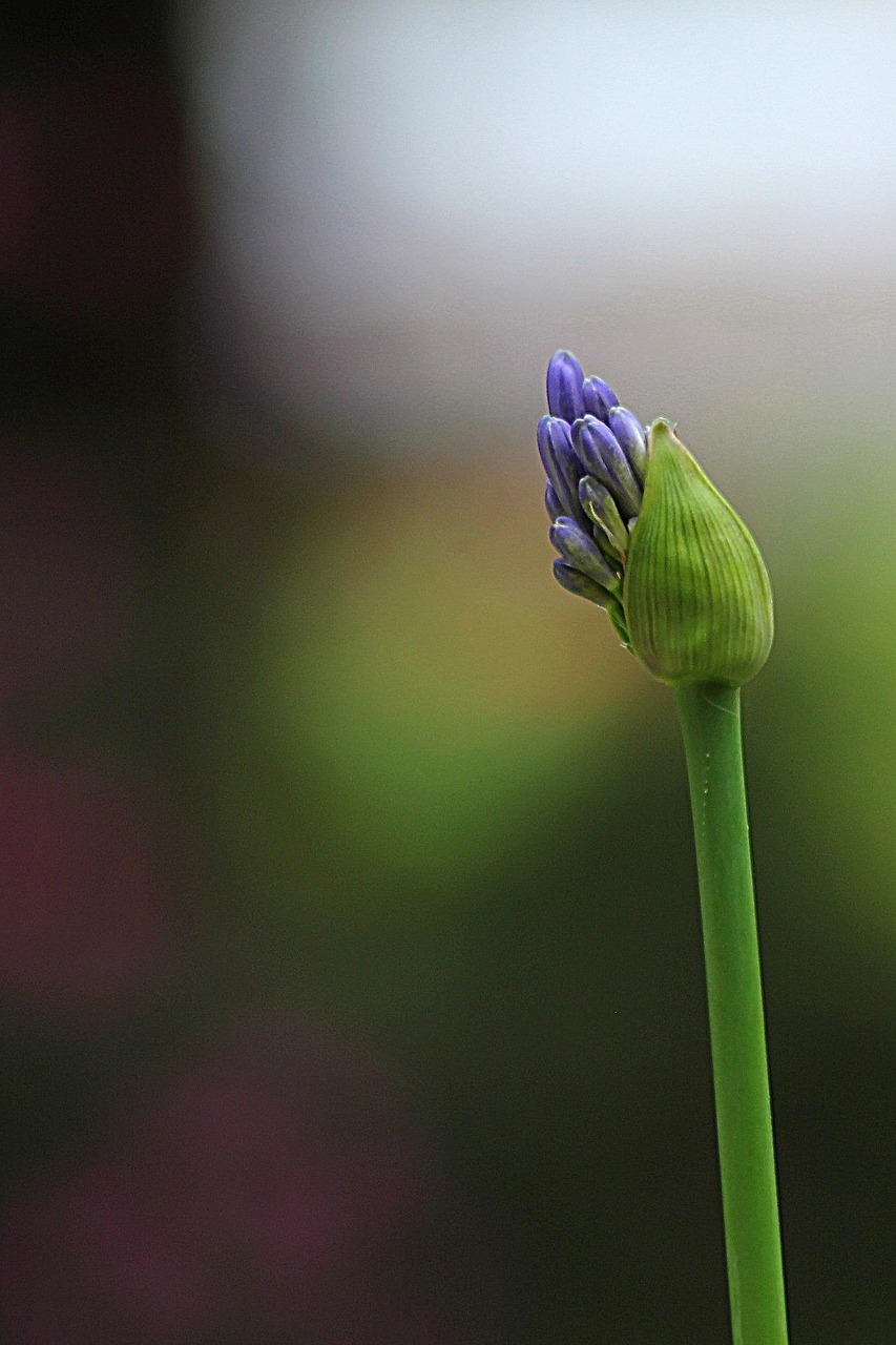Flower Agapanthus Floral - Free photo on Pixabay