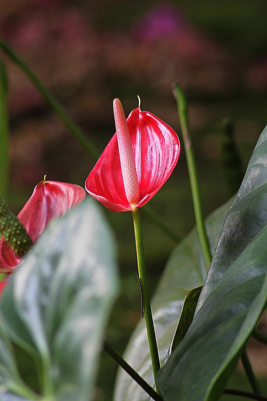 Bunga Calla Lilly Tanaman - Foto gratis di Pixabay - Pixabay