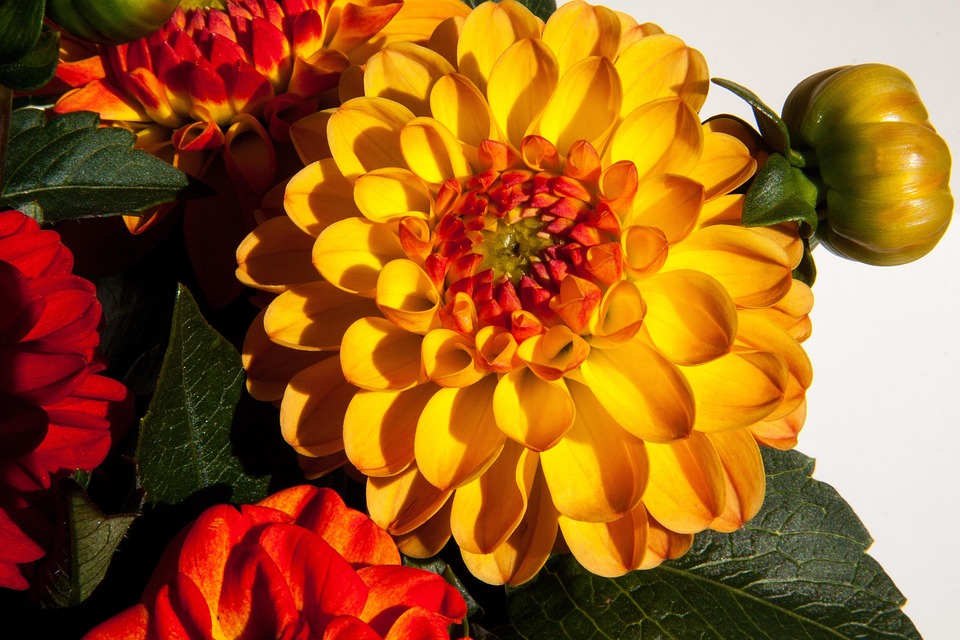 Dahlien Dahlia Georginen - Kostenloses Foto auf Pixabay
