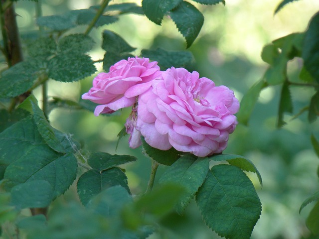 Rosa Mosqueta Flores Color De - Foto gratis en Pixabay - Pixabay