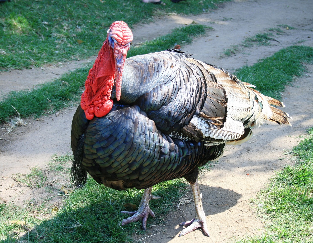 Turkey Fowl Poultry - Free photo on Pixabay