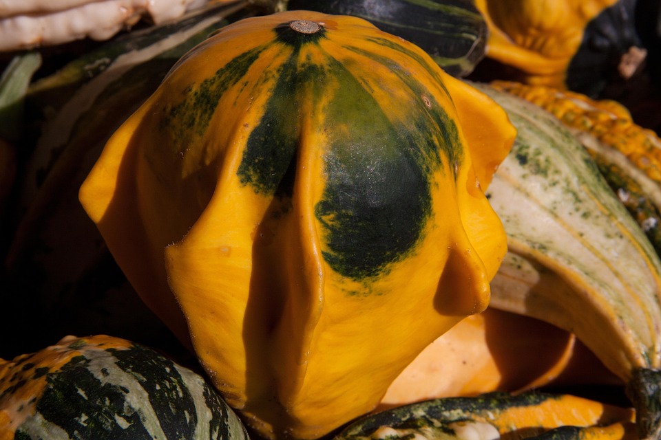 Ornamental Gourds Cucurbita - Free photo on Pixabay - Pixabay