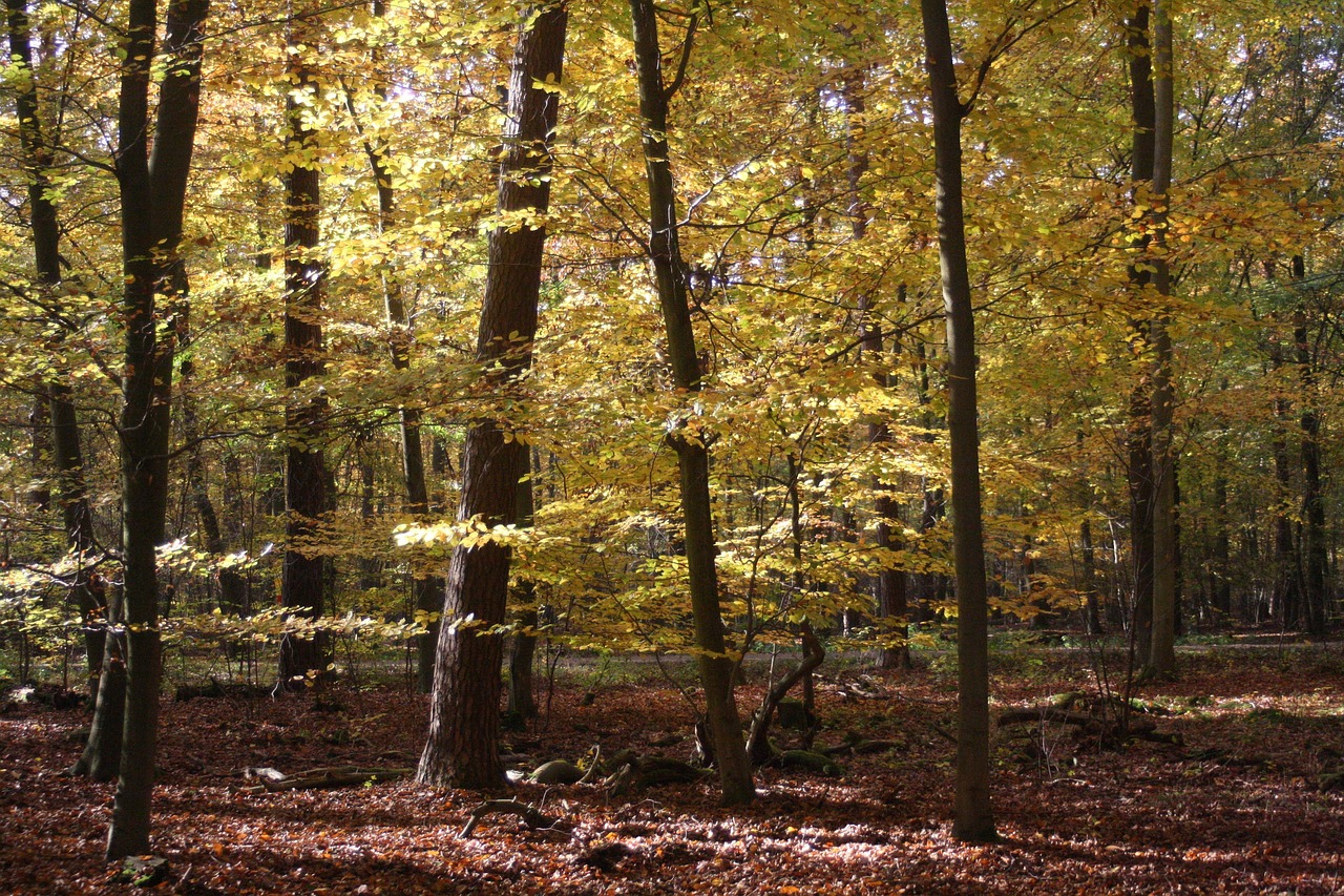 Autumn Forest Leaves Fall Foliage - Free photo on Pixabay - Pixabay