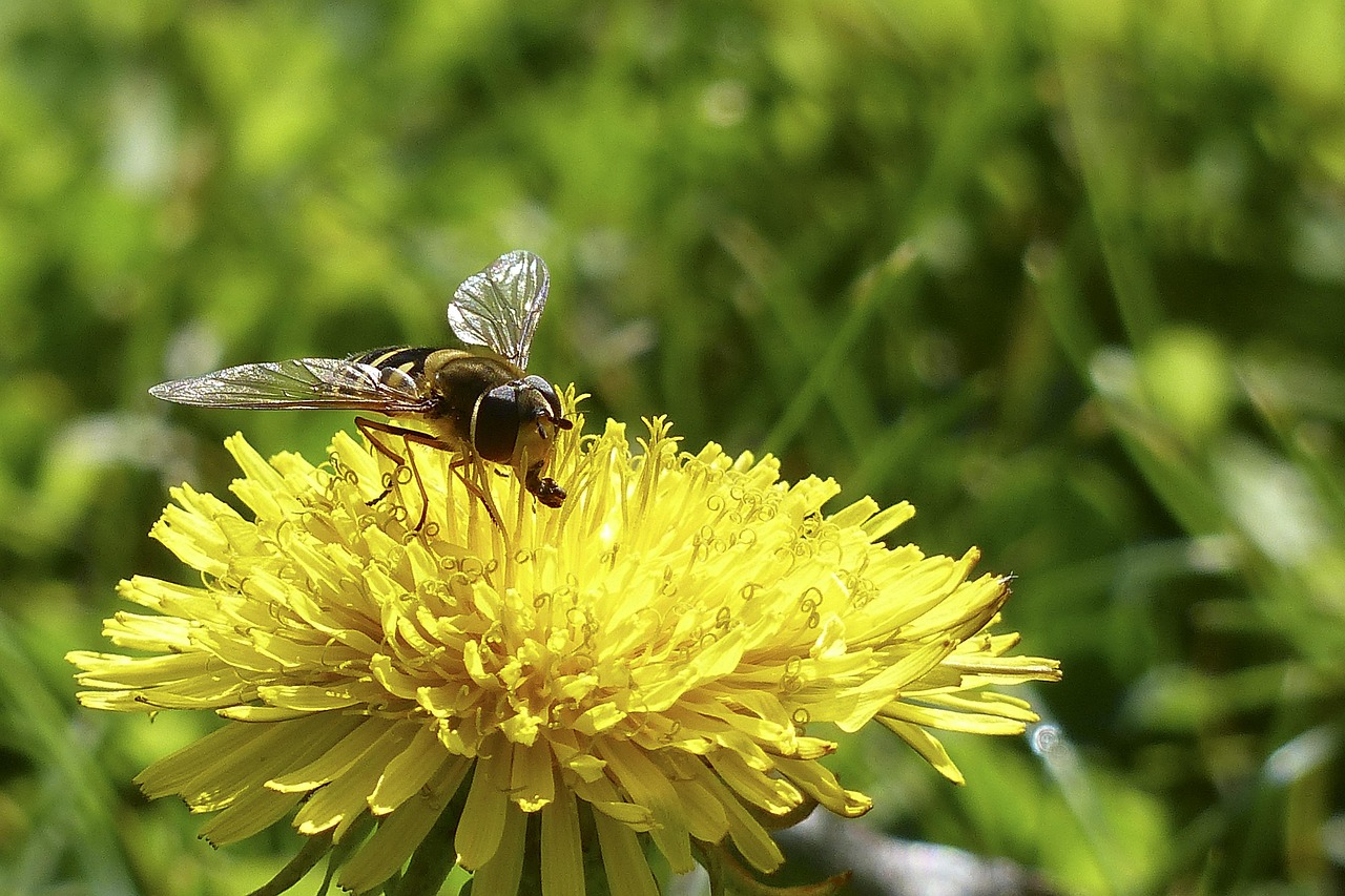 Page 45 - 10,000+ Dandelion Plant Pictures and Images in HD - Pixabay