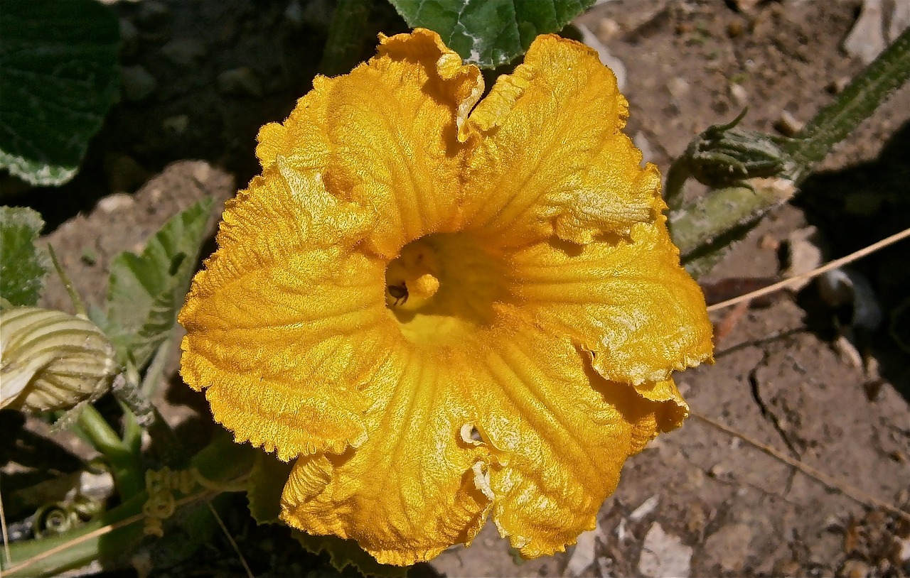Flor Calabaza Naturaleza - Foto gratis en Pixabay - Pixabay