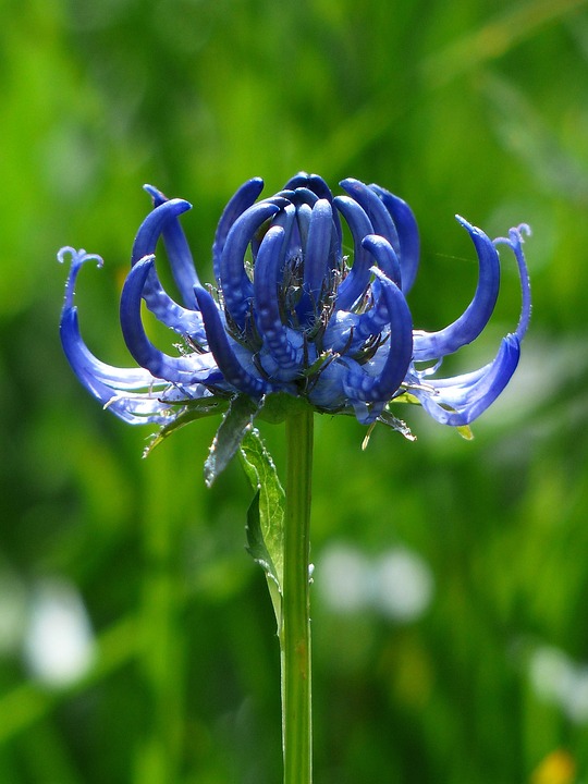 Spherical Devil'S Claw Flower - Free photo on Pixabay - Pixabay