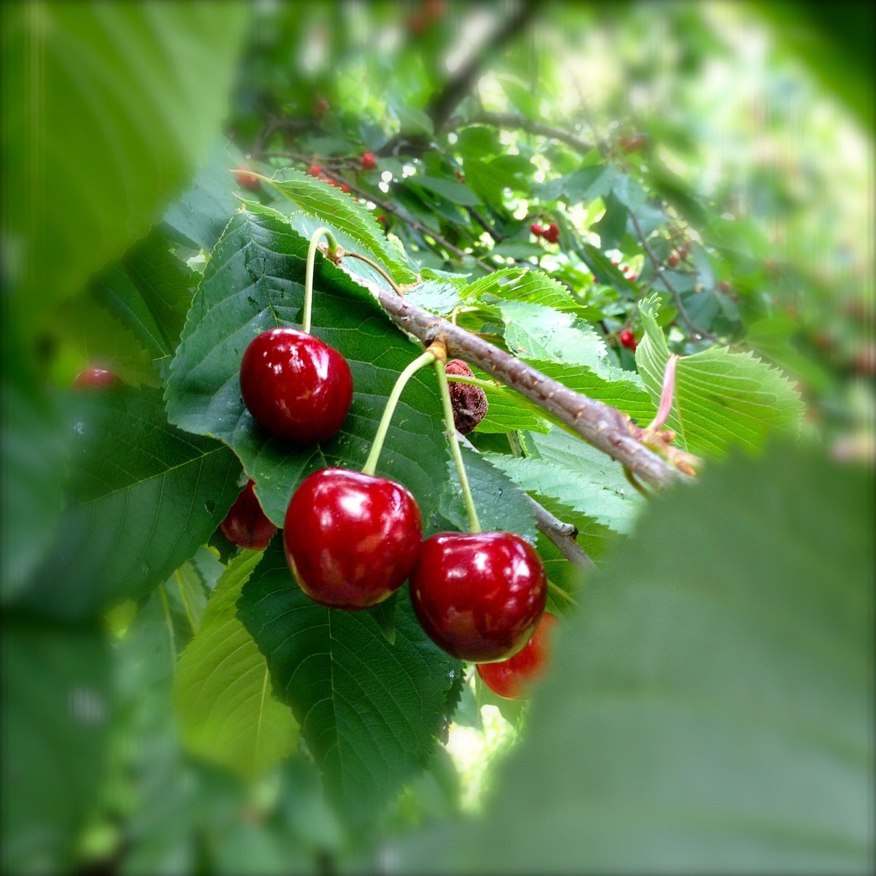 Cerejas Vermelho Cereja - Foto gratuita no Pixabay - Pixabay