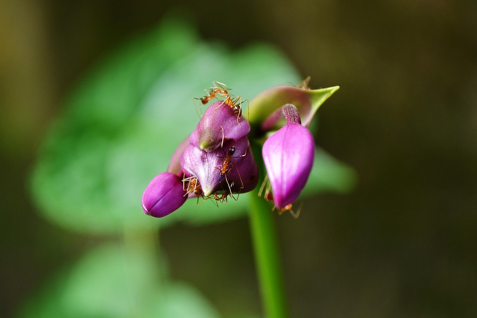 Ants Blossom Flower - Free photo on Pixabay