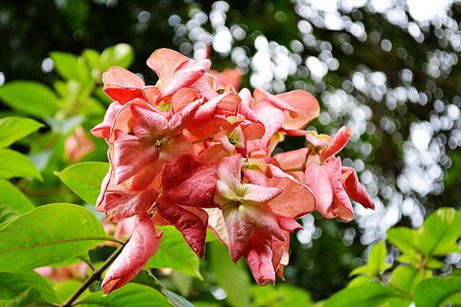 2+ Free Musundas & Nature Photos - Pixabay