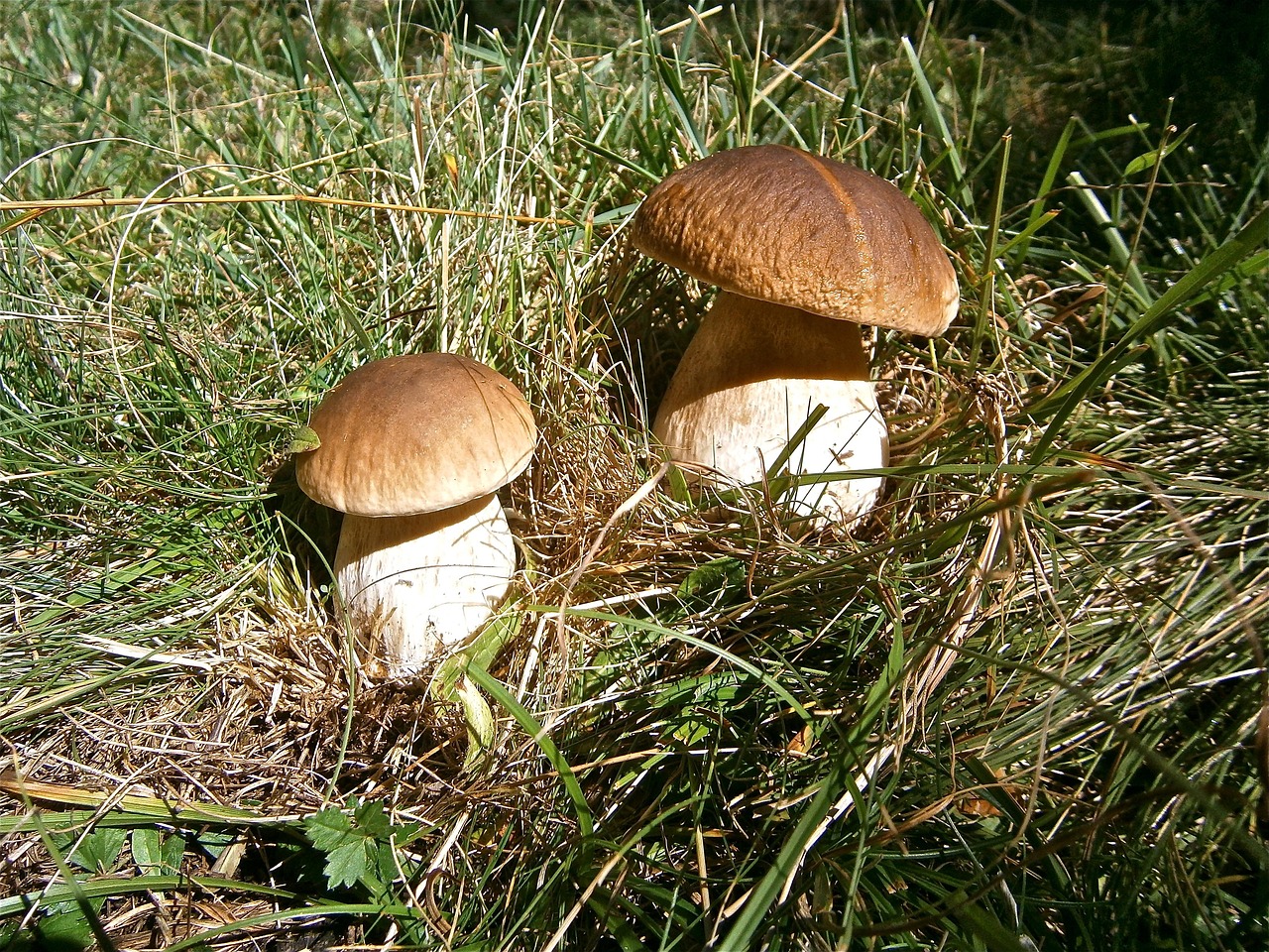 Svampe Spiselige Rørhatte Skov - Gratis foto på Pixabay - Pixabay