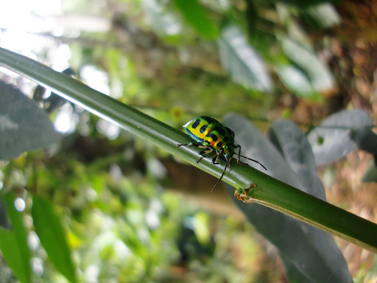100+ Free Thorax & Insect Images - Pixabay