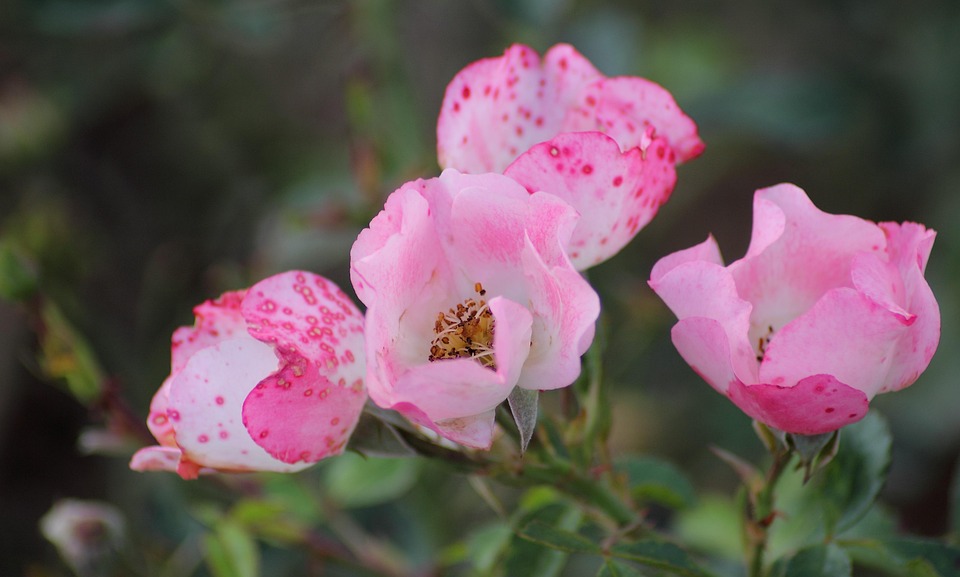 Fleur Rose Pointé La - Photo gratuite sur Pixabay - Pixabay