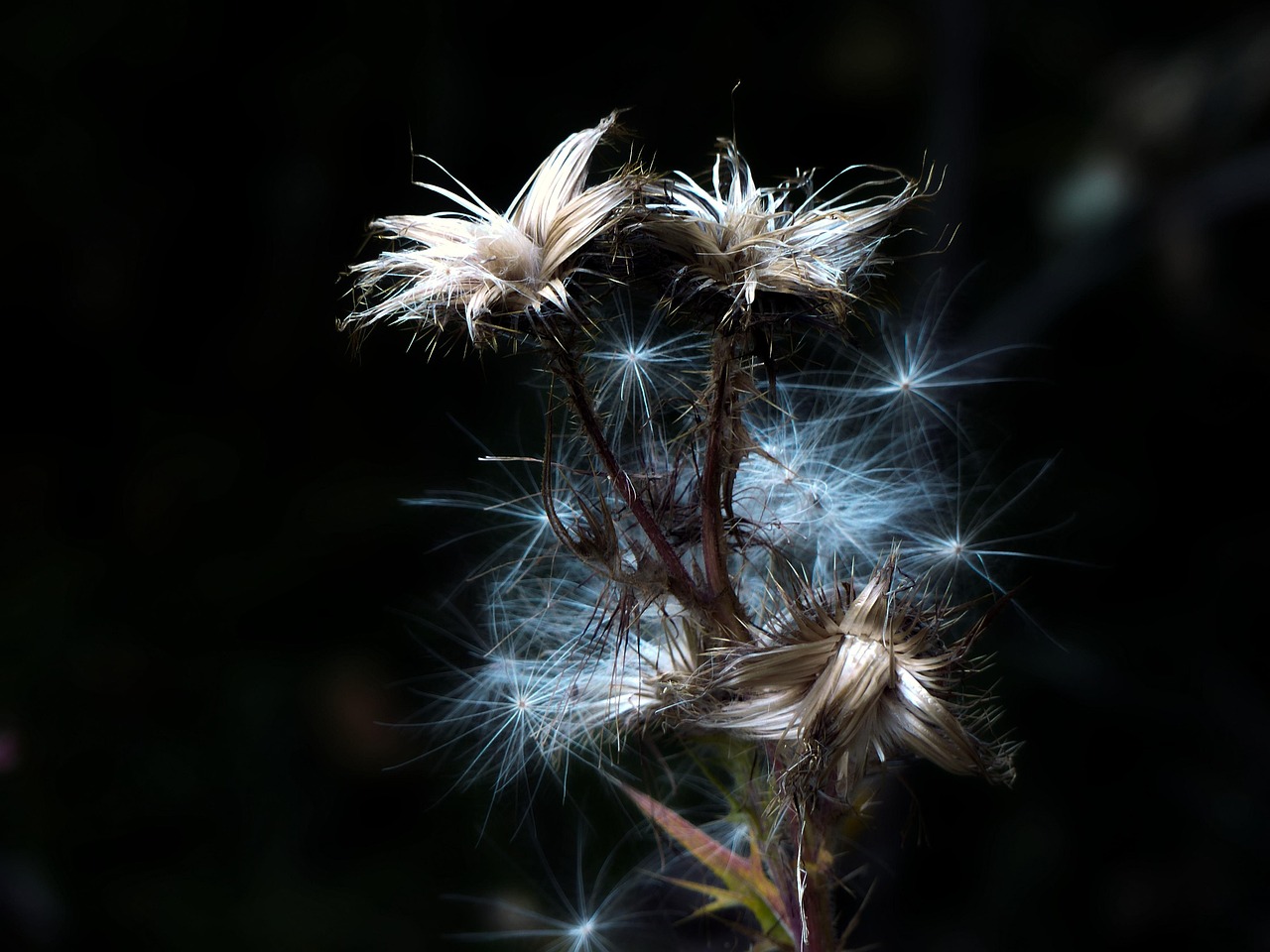 Ripe Fruit Withered Thistle Wild - Free photo on Pixabay - Pixabay