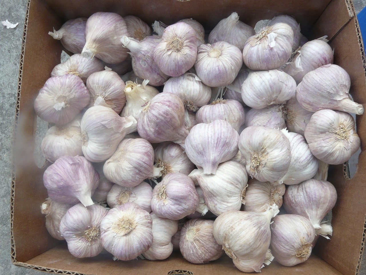 Garlic Główkowaty Flower Season - Free photo on Pixabay - Pixabay