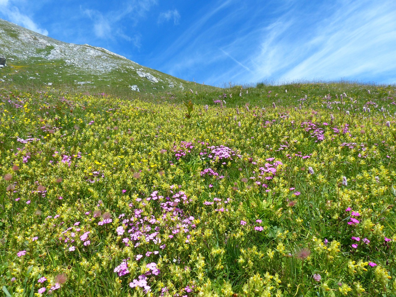 200+ Free Flower Carpet & Flower Images - Pixabay